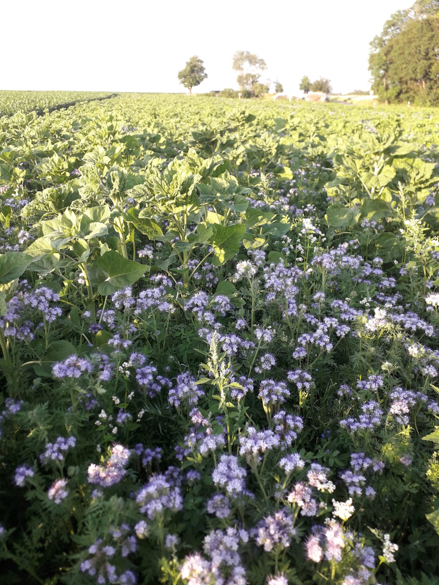 Regenerative Agriculture Knowledge Center | Enhancing soil health and ...